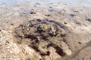 How were flints in chalk formed? – Geomusings
