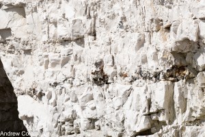 How were flints in chalk formed? – Geomusings